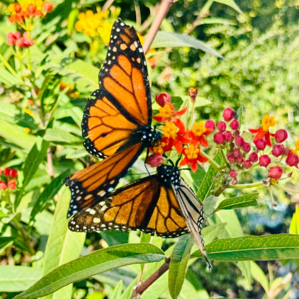 Metamorphosis Magic – Fusion Yoga & Wellness