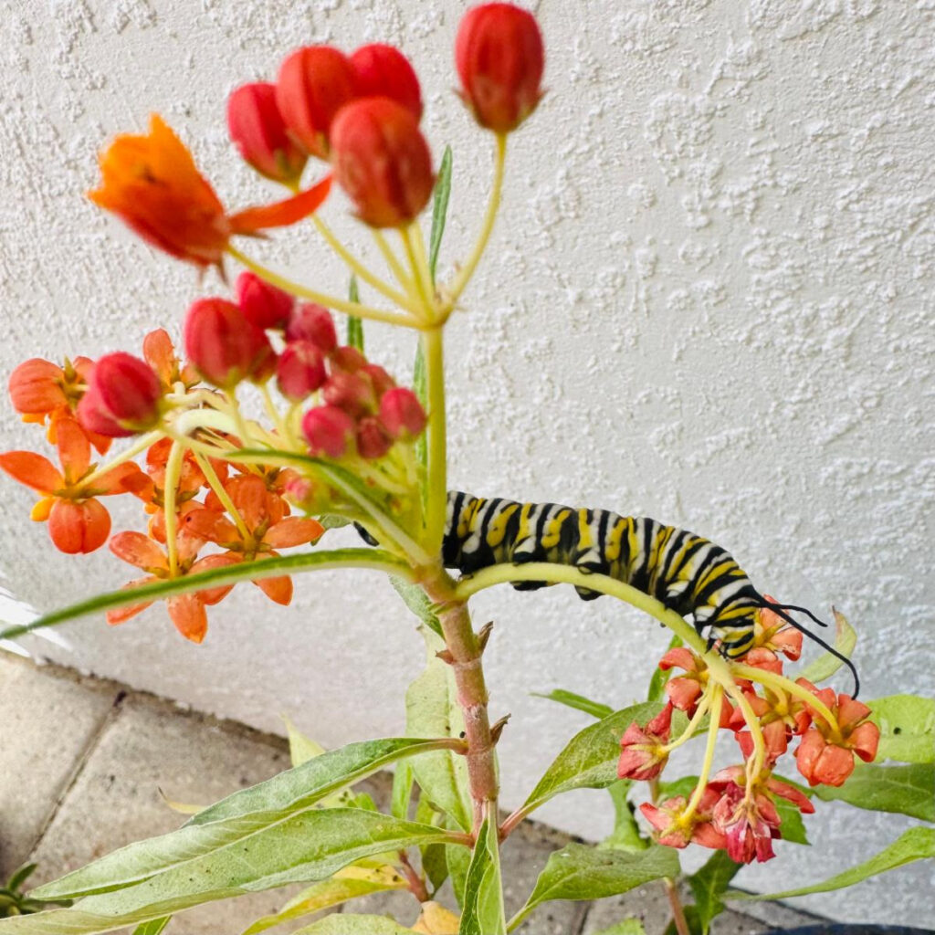 Metamorphosis Magic – Fusion Yoga & Wellness